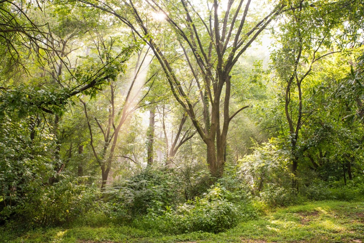 Collier Hills - Buckhead